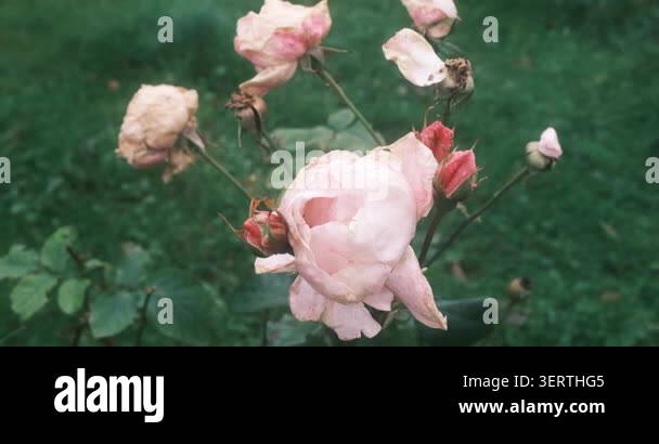 Soft pink and white roses bloom gently with several developing buds and ...