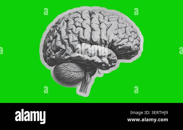 Crumpled paper opens showing a human brain sketch, representing ...
