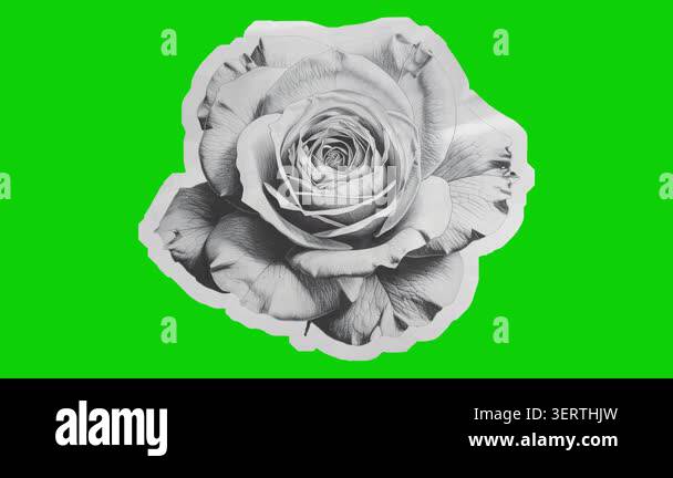 Crumpled sheet opens to display a sketch of a detailed rose flower ...