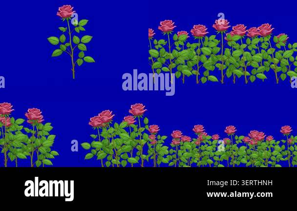 Minimalist hand drawn rose growth on black background. Elegant blooming ...