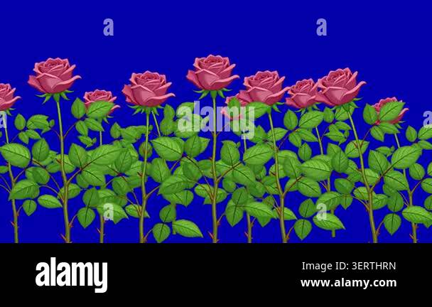 Pink rose bush with multiple pink roses swaying in the wind on a green ...
