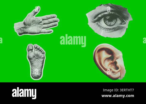 Crumpled paper reveals body parts: hand eye foot ear on green screen ...