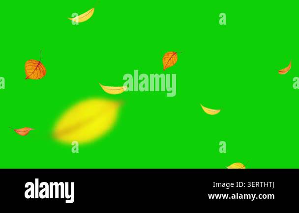 4K green screen clip mixed autumn leaves in warm red, orange yellow ...