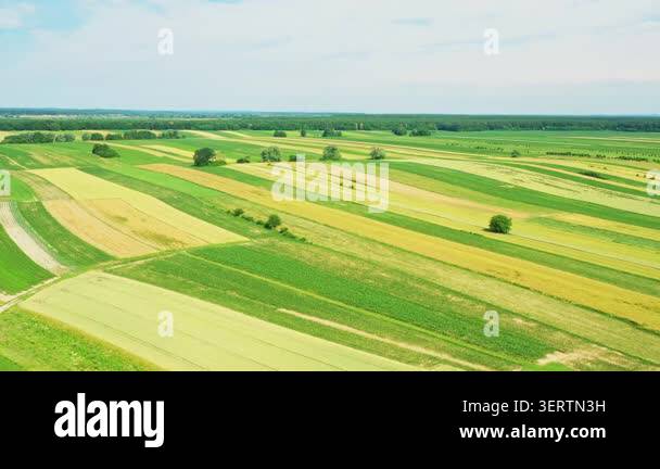 Corn fields in Veliki Zdenci agriculture area. Beautiful rural ...