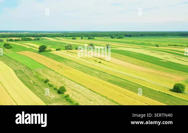 Corn fields in Veliki Zdenci agriculture area. Beautiful rural ...