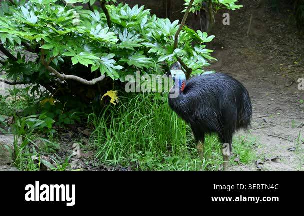 a southern cassowary sleepy while standing on the ground in the garden ...