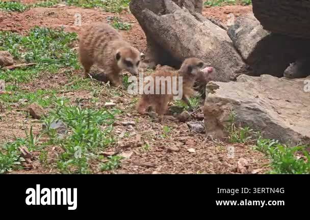 A small meerkat pup carrying food walks past an adult near rocks and ...