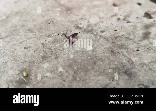 Drosicha corpulenta Insect. Itis a species of giant scale insect in the ...