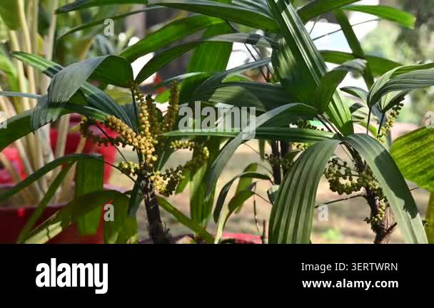 Rhapis gracilis orslender bamboo palm flowers. Itis a multi stemmed ...