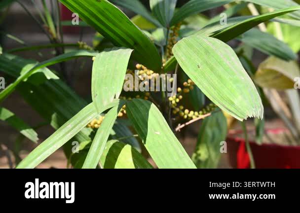 Rhapis gracilis orslender bamboo palm flowers. Itis a multi stemmed ...