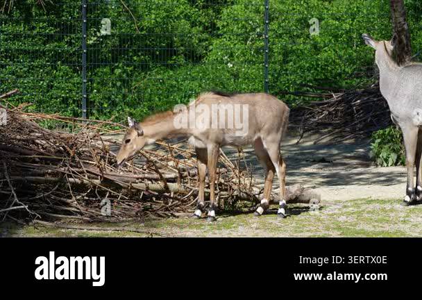 The nilgai or blue cow. Boselaphus tragocamelus is the largest Asian ...