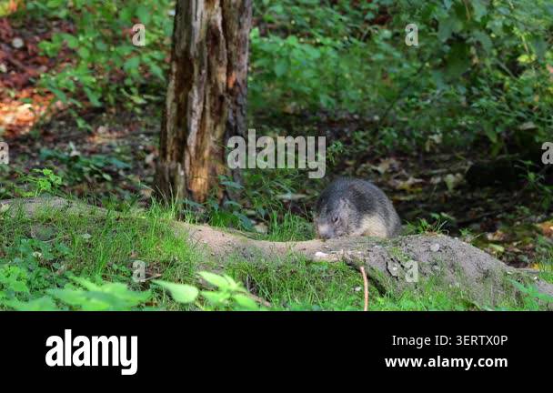 Alpine marmot, marmota marmota is a species of marmot found in ...