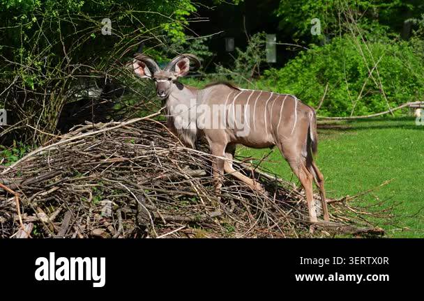 Greater kudu, Tragelaphus strepsiceros is a woodland antelope found ...