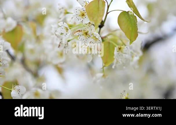 White pear blossoms in spring Stock Video Footage - Alamy