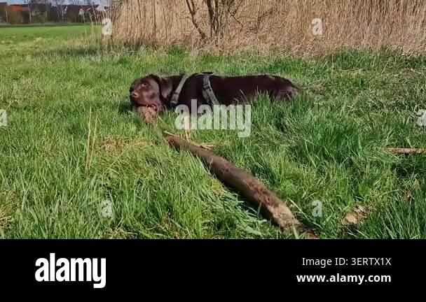 Labrador retriever, Canis lupus familiaris on a grass field. Healthy ...