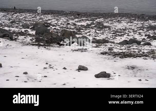 Seals bask on rocky shore as snow-capped mountains stand tall in the ...