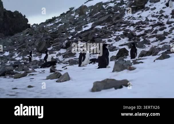 Antarctic expedition. Penguins gather and interact on a rocky beach in ...