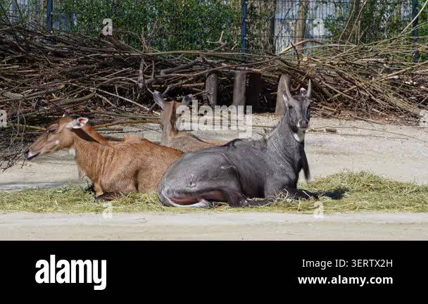The nilgai or blue cow. Boselaphus tragocamelus is the largest Asian ...