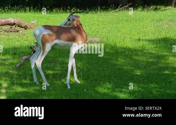 Dama gazelle, Gazella dama mhorr or mhorr gazelle is a species of ...