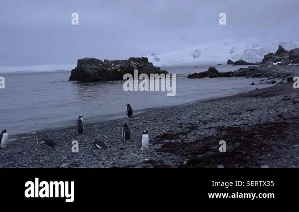 Antarctic expedition. Penguins walk along the rocky shore near snow ...
