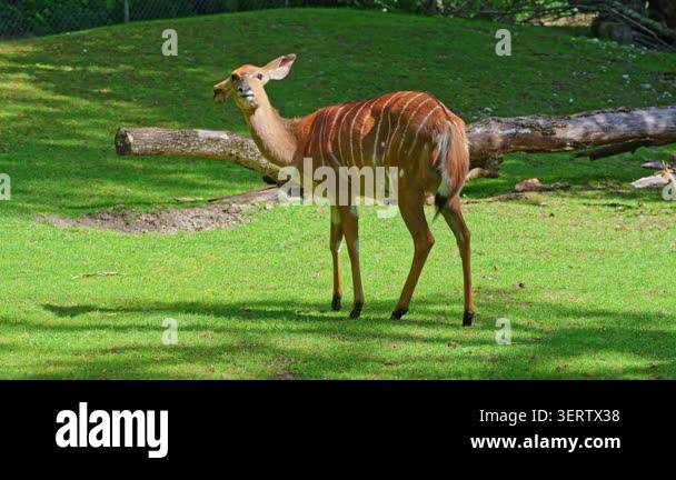 The nyala, Tragelaphus angasii is a spiral-horned antelope native to ...