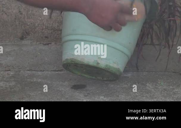 A person is cleaning a green plastic flowerpot by hand using a coconut ...