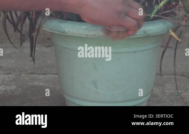 A person is cleaning a green plastic flowerpot by hand using a coconut ...