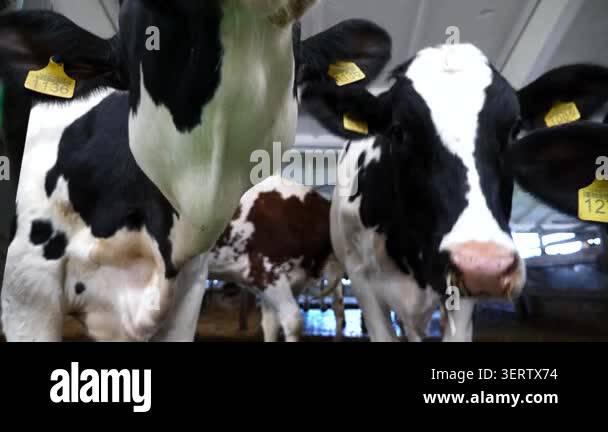 Curious milk cows looking into camera and sniffing it with a big wet ...