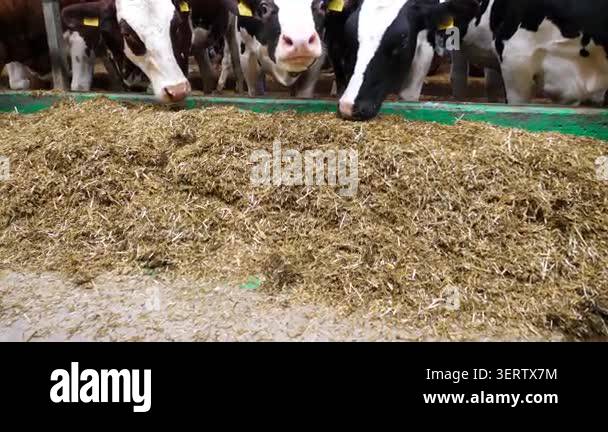 Cows eating hay on modern dairy farm. Cattle chewing fodder at milk ...