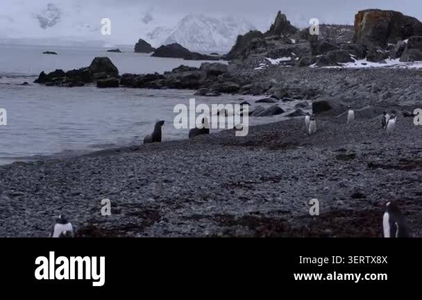 Antarctic expedition. Penguins walk along the rocky shore near snow ...