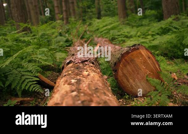 Old tree trunk log in forest 4k medium zoom out shot slow motion ...