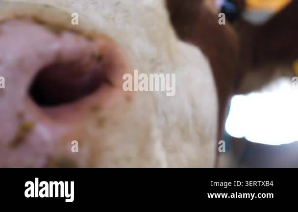 Curious friendly animal looks into camera sniffing it with a big wet ...