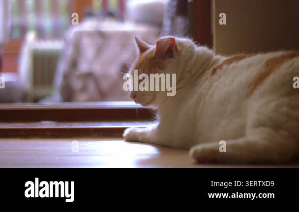 Ginger and white cat in house window medium 4k shot slow motion ...