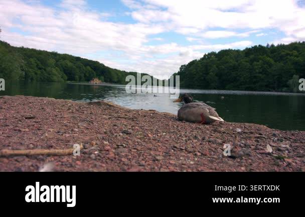 Duck bird by lake sits by lake side shore wide 4k slow motion selective ...