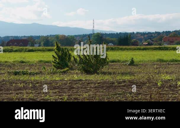 Hemp plants are growing on an agricultural farm under sunlight with ...