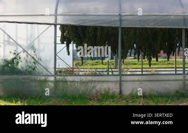 Greenhouse with hanging CBD cannabis plants drying on farm in open ...