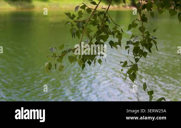 Green birch tree branch hanging over a calm pond in summer Stock Video ...