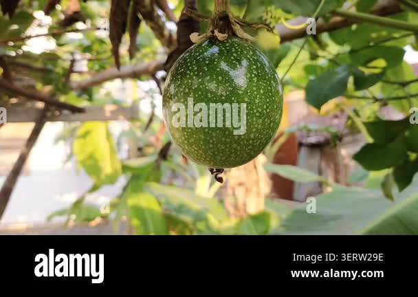 Close-up of an unripe green passion fruit hanging on a vine in the ...