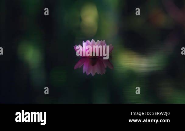 Pink lotus flower or water lily reflected on the water surface of a ...