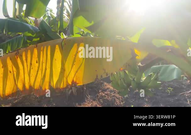 A close-up of a large banana leaf turning yellow with sunlight shining ...