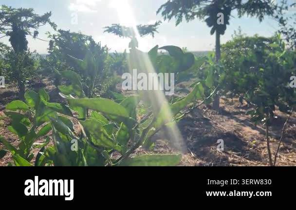A papaya orchard with tall trees and bright sunlight filtering through ...