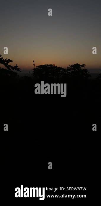 A panoramic view above papaya trees at dawn, with a dark foreground and ...