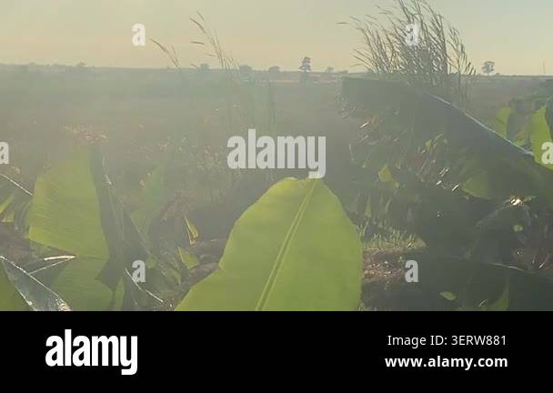 A misty, hazy view of a farm in Lilongwe at dawn, with large leaves in ...