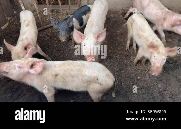 A group of pigs, mostly white with one black-and-white, in a dirt pen ...