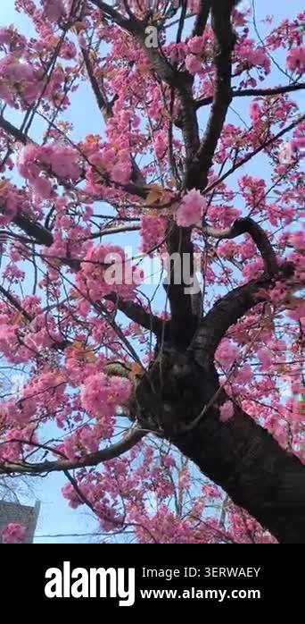Lush branches of Japanese cherry blossoms, studded with bright pink ...