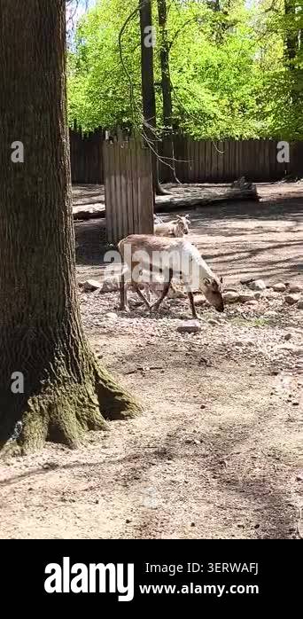 A family of caribou, including a small calf, wanders through a wooded ...