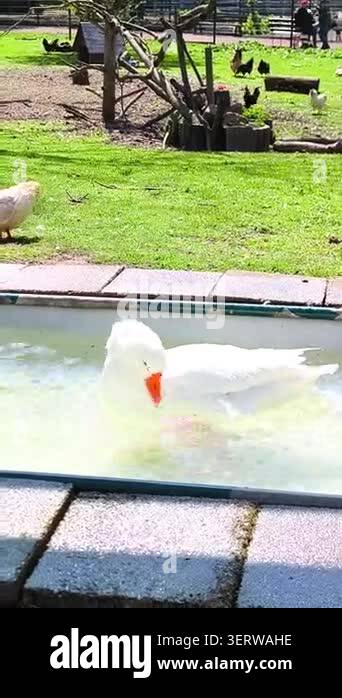 A snow-white domestic visitor preens its feathers and splashes in the ...