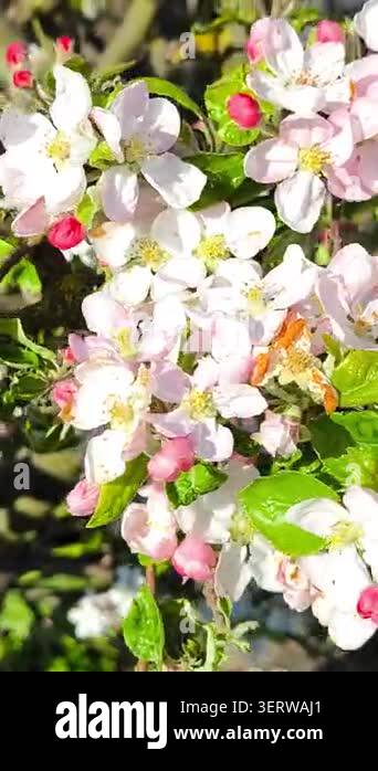 Close-up of delicate white and pink apple blossoms with green leaves ...