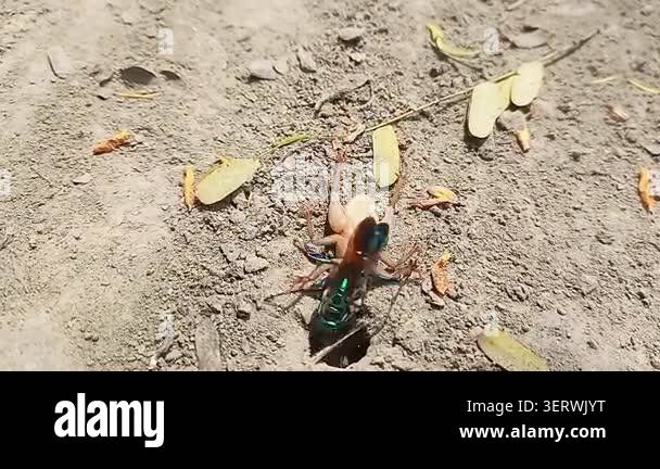 Emerald cockroach wasp dragging captured house cricket toward its ...