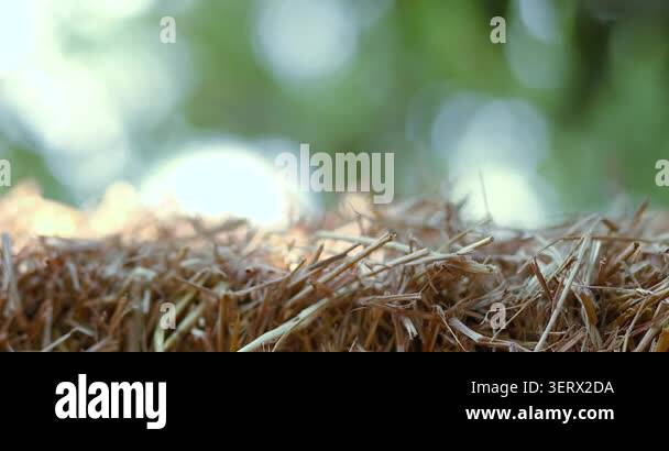 Straw stack, Hay bale in nature soft green bokeh background and ...